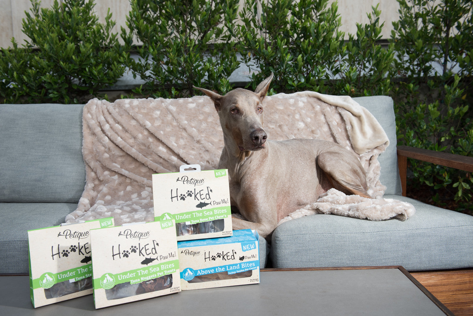 Best High-Quality Pet Treats for Your Dogs and Cats – Petique, Inc.
