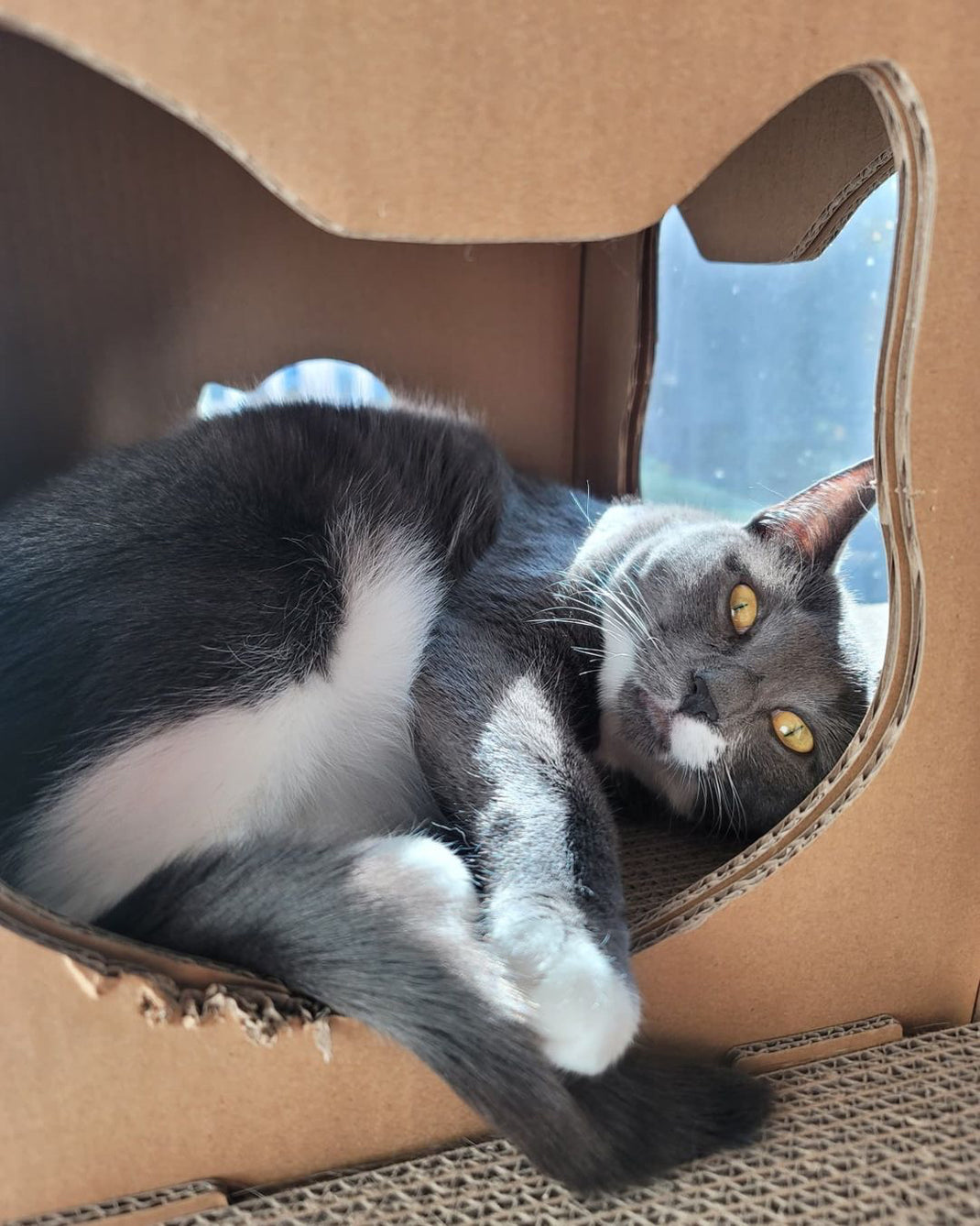 ShipInsure Package Protection – Petique, Inc.