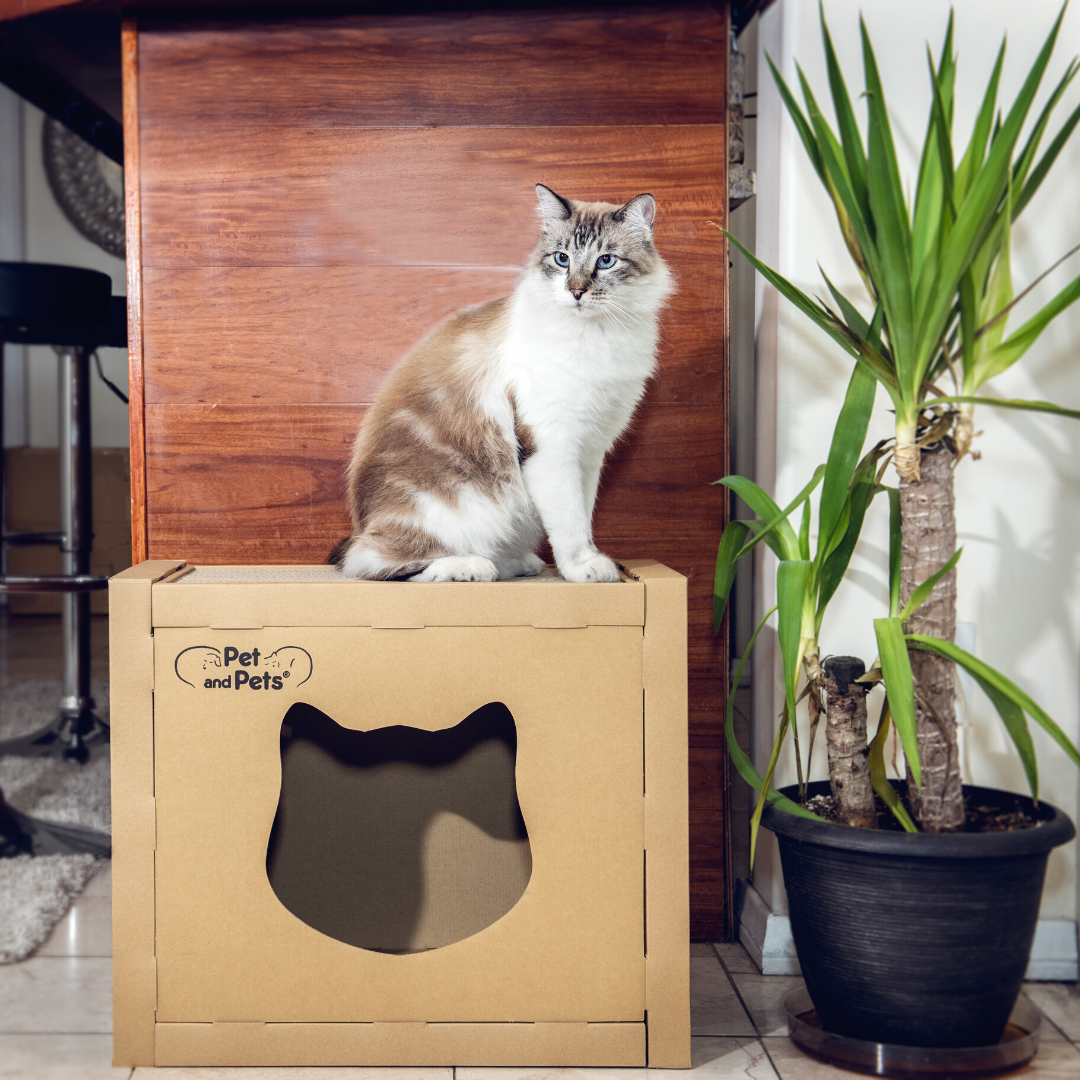 Cardboard Box House For Cats